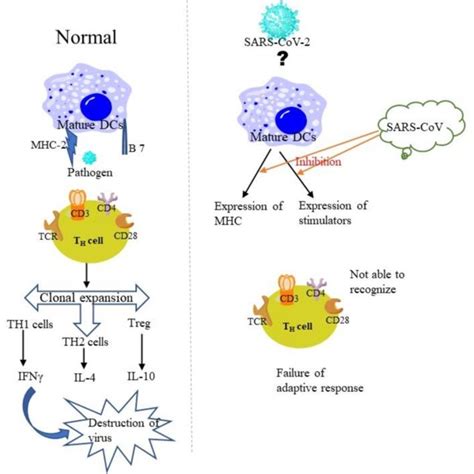 Sars Cov 2 Altered Connection Between Innate And Adaptive Immune System