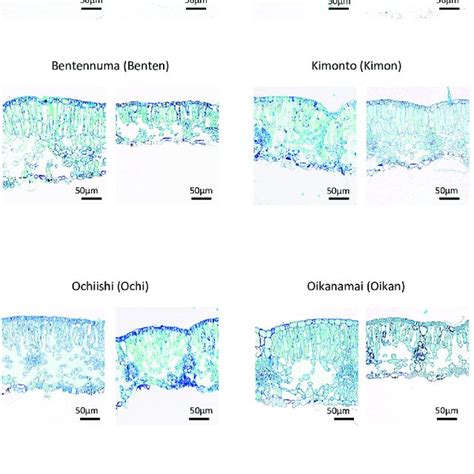 Transections Of Leaves Of Representative Myrica Gale Download Scientific Diagram