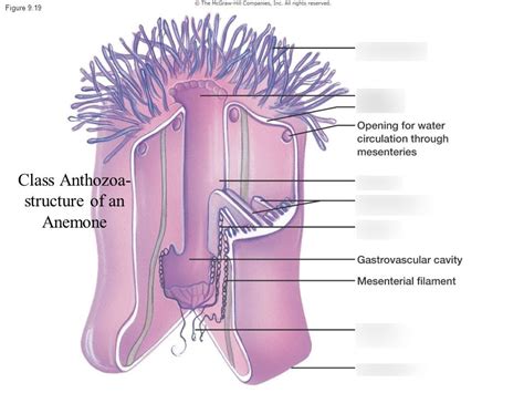 Class Anthozoa Anemone Structure Diagram Quizlet