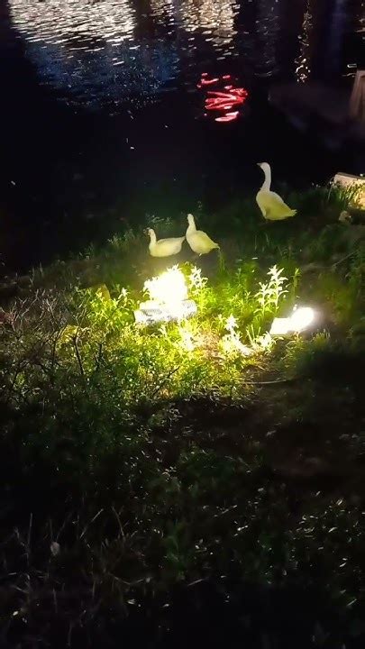 엄마 거위와 새끼 두마리 Youtube