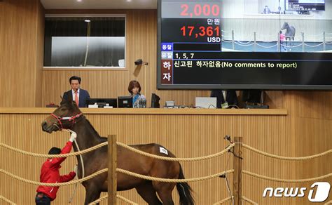 올해 첫 국내산 경주마 경매 진행 뉴스1