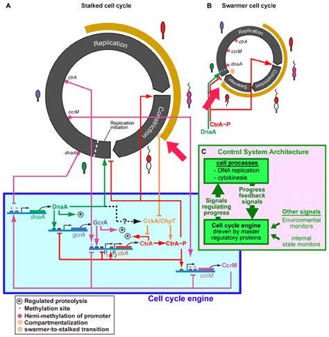 Whole Cell View Of The Cell Cycle Control System Download Scientific Diagram