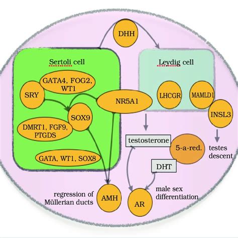 Male Sex Differentiation In Testis Download Scientific Diagram