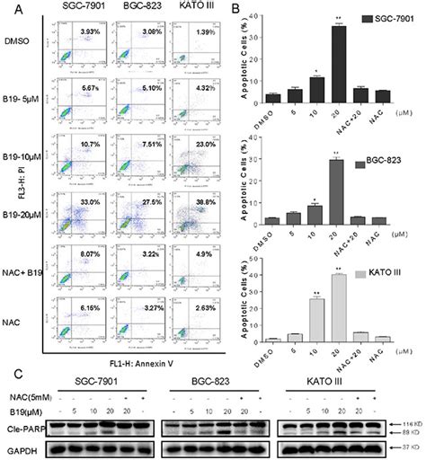 Selective Killing Of Gastric Cancer Cells By A Small Molecule Via