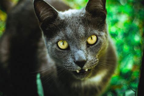 Banco De Imagens Verde Gato Preto Fauna Fechar Se Bigodes Olho