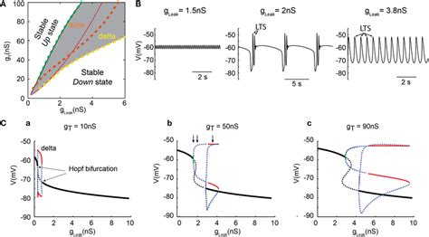 Dynamical Analysis Of Different Oscillations In The Tc Model Cell A
