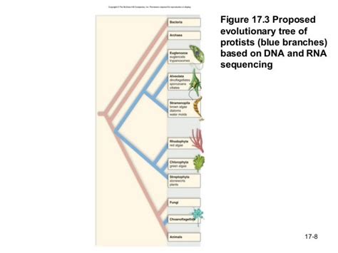 Evolution Of Protists