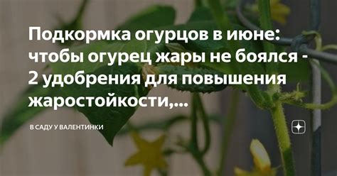 Подкормка огурцов в июне чтобы огурец жары не боялся 2 удобрения для повышения жаростойкости