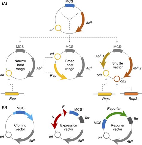Typical Plasmid Vector