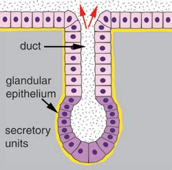 Glandular Epithelium Diagram Blue Histology Epithelia And Glands