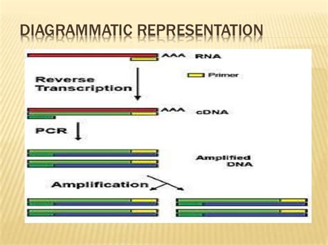 Rt Pcr
