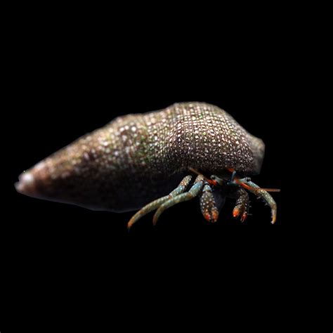 Mexican Red Leg Hermit Crab Clibanarius Digueti 10 Pack Aquarium Arts