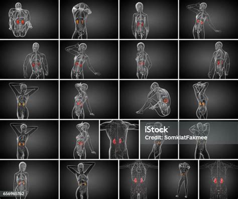 인간의 신장의 3d 렌더링 의료 일러스트 3차원 형태에 대한 스톡 사진 및 기타 이미지 3차원 형태 건강한 생활방식 과학