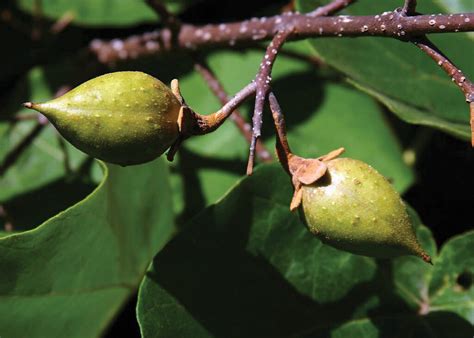 Invasive Princess Tree