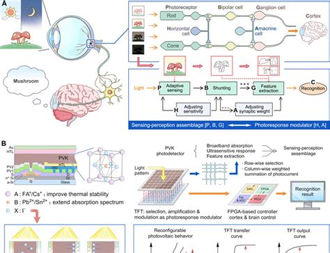 Perovskite Retinomorphic Image Sensor For Embodied Intelligent Vision Science Advances