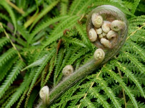 Biology Characteristics Of Pteridophyta