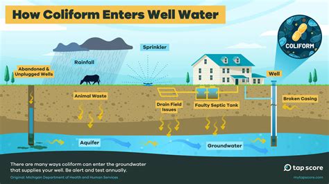 Total Coliform Vs E Coli Comparing Bacteria Found In Water Samples