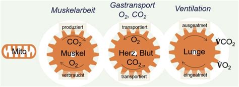 Kardiorespiratorische Fitness Richtig Erfasst Interpretiert Und