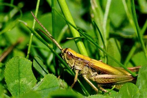 Optimal Grasshopper Habitat Crafting An Ideal Environment