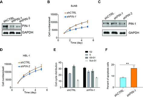 Pin 1 Depletion Inhibits The Proliferation Of Gcb Dlbcl Cells A