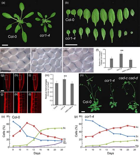 The Ccr1 Mutation Results In Plants With Increased Cell Number In