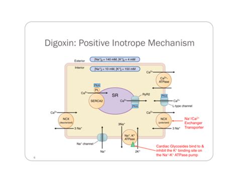 Positive Inotropes Digoxin Flashcards Quizlet