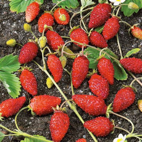 Alpine Strawberry Seeds Strawberry Alpine White Uprising Seeds