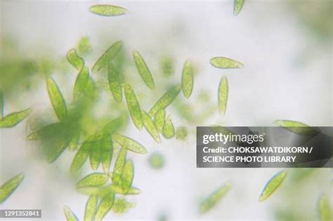 Freshwater Protists Photos And Premium High Res Pictures Getty Images