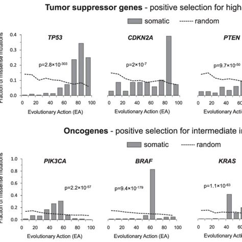 Coding Variants Under Selection Have Nonrandom Cohort Integrals The Download Scientific
