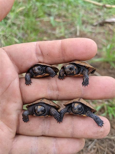 Small Turtles Big Future Southern Population Of The Bog Turtle Amphibian And Reptile Conservancy