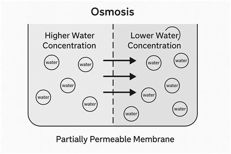 Igcse Biology 0610 32 Osmosis Igcse Style Questions Paper 1