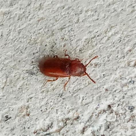 Cryptophagus Insect Identification Guide Habitat And Facts