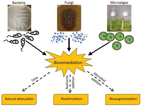 Bioremediation Bacteria
