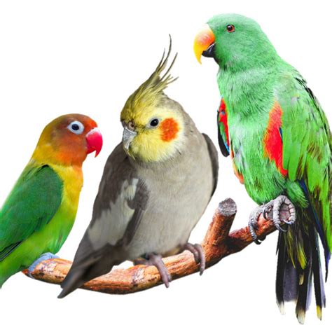 Special All In One Cockatiel Lovebird And Parakeet Seed Mix 16kg Britten And James