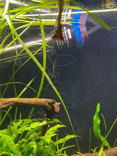 Cladophora Algae Problem Plants Algae And Fertilizers Care