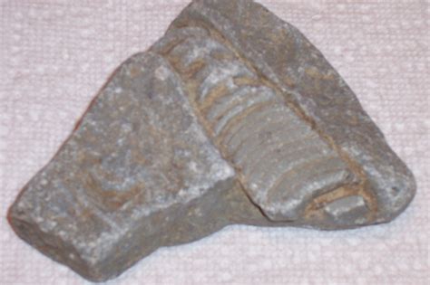 Possible Cephalopod Fossil Id The Fossil Forum