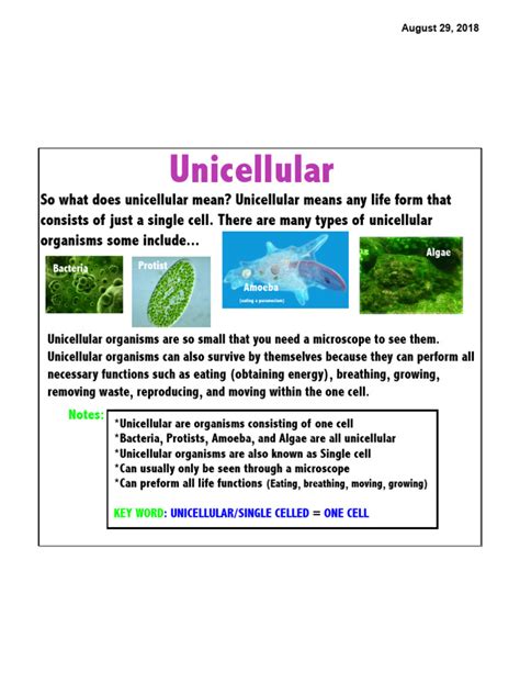 Unicellular And Multicellular Worksheet Pdf Cell Biology Organisms