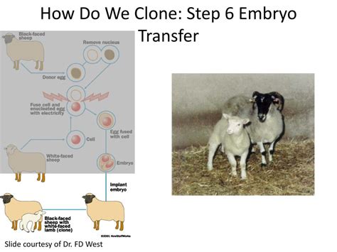 V Cloned Cloning Clones Ppt Download