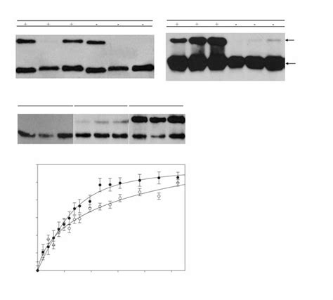 A Thrombin Antithrombin Tat Complexes Formed By Wild Type