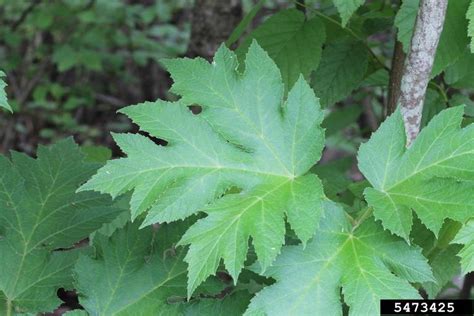 Poisonous To Touch Weed Series Cow Parsnip Heracleum Maximum