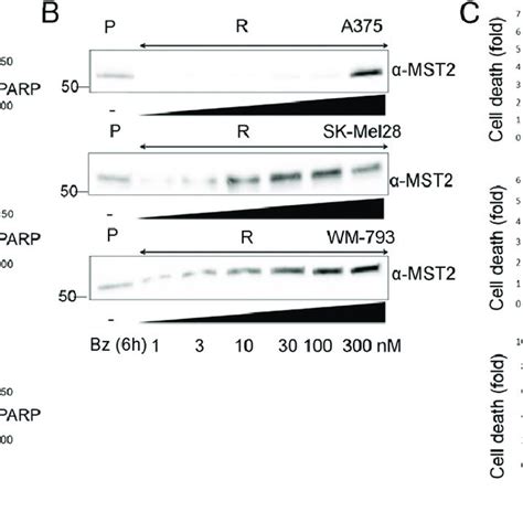 Bortezomib Induce Apoptosis In Plx4032 Resistant Cells In An Mst2 Download Scientific Diagram