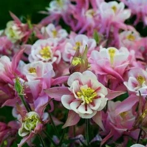 Купить Аквилегия обыкновенная Winky Double Rose and White - Аквилегия ...