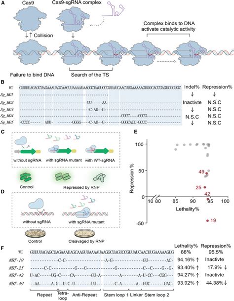 Identification Of Functional Sgrna Mutants Lacking Canonical Secondary Structure Using High