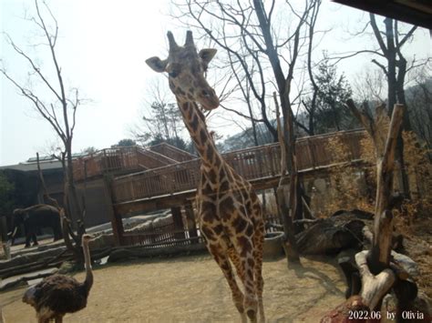 韓國 首爾│愛寶樂園 野生動物園（二） Olivia‧眼裡的世界 Udn部落格