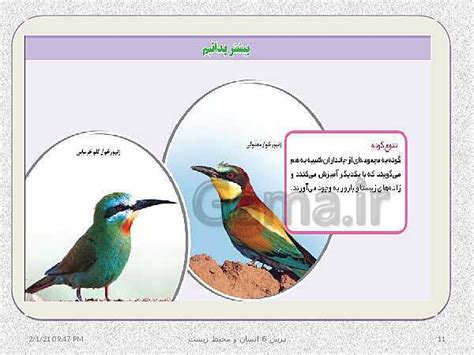 پاورپوینت نقشه مفهومی انسان و محیط زیست درس 6 تنوع زیستی، تابلوی زیبای آفرینش گاما
