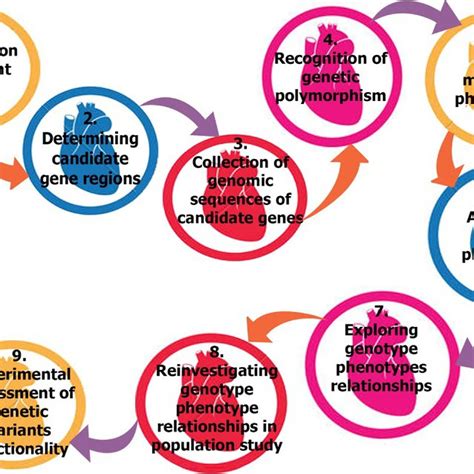 1 Steps Involved In The Identification Of Candidate Genes For Cvd Download Scientific Diagram