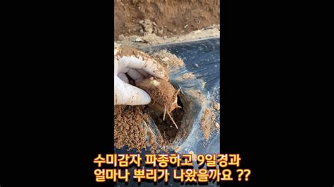 수미감자 심고 약 9일정도 지났어요 상태는 감자 수미감자 감자심기 감자심는방법 Youtube
