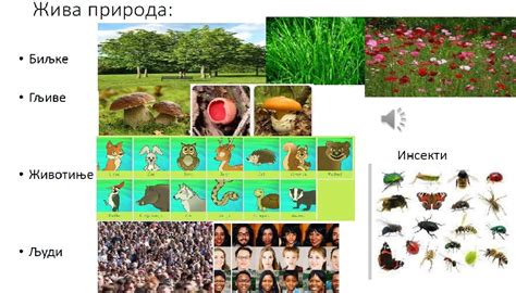 Dekadne Jedinice Zelena Učionica