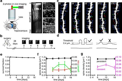 Dendritic Structures Hippo Campus