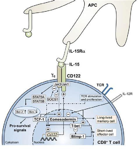 Regulation Of The Il 15 Receptor B Chain Cd122 Il 15 Light Green